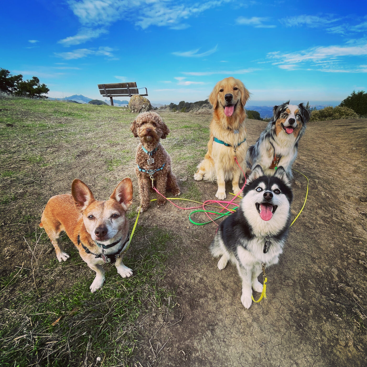 Action Dog Santa Fe • Dog Hikes & Overnight Boarding